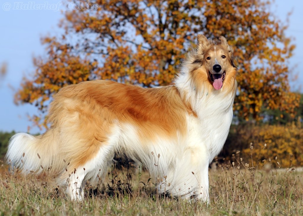 Aus Liebe zum Collie - Der Collie/The Collie