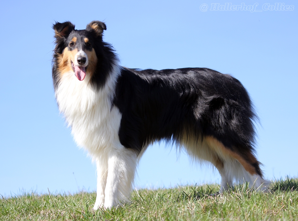 Aus Liebe zum Collie - Der Collie/The Collie